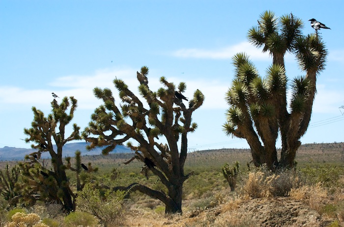 2005 Las Vegas - a case of the Crafties